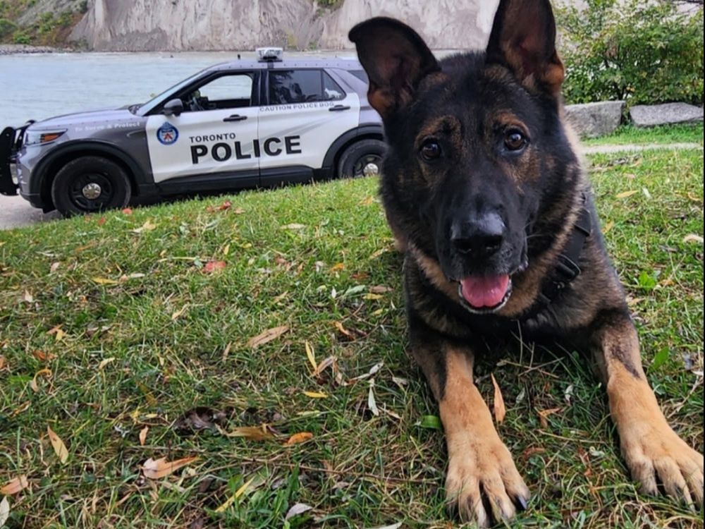 Legacy of Doc, a Toronto Police dog 'will live on' after cancer battle ...