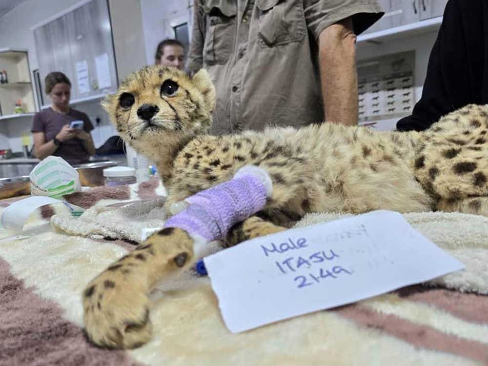Cheetah cubs destined for the illegal trade rescued in Somaliland ...