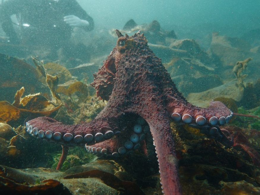 Giant Pacific octopus shoots video of itself | Toronto Sun