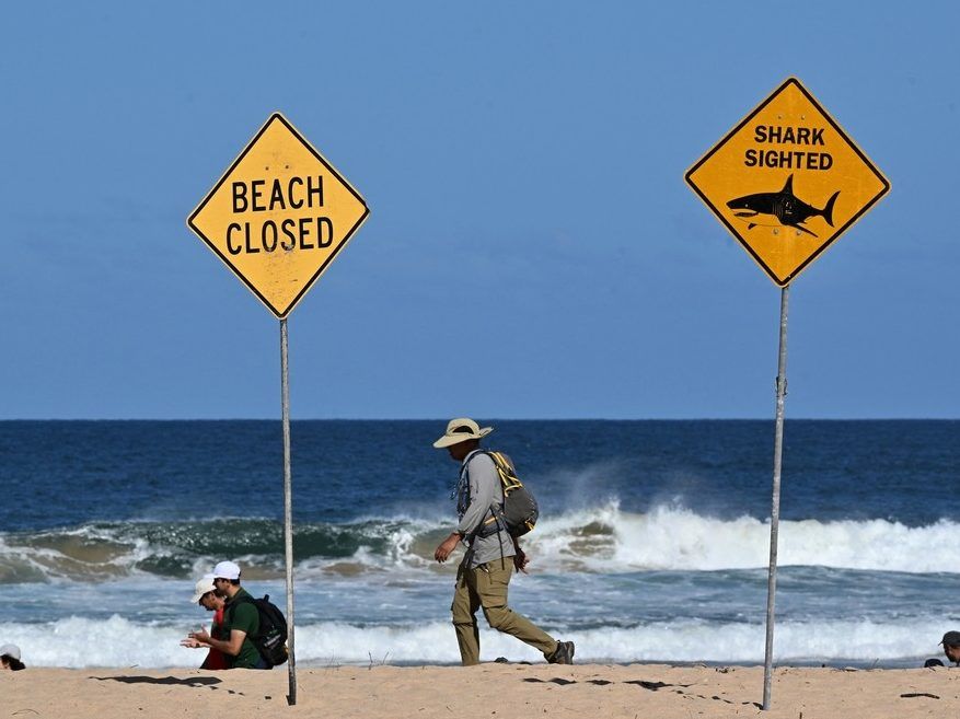 Shark kills beachgoer near Sydney | Toronto Sun