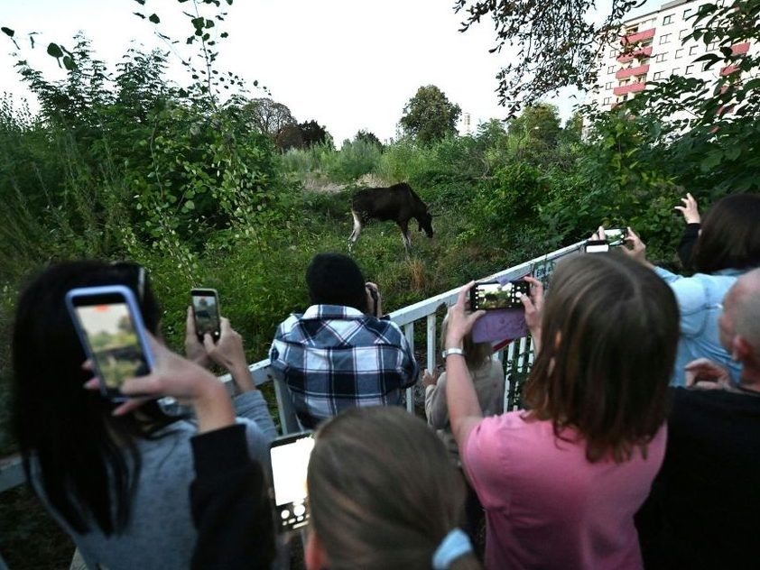 Loose moose told to Czech out of Austria | Toronto Sun