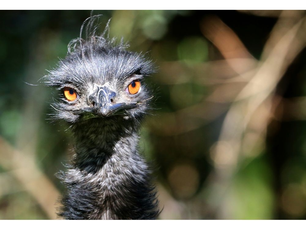 Ostrich and emu ancestor could fly, scientists discover | Toronto Sun