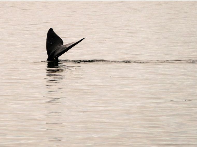 Canada wildlife decline 'most severe' in decades: WWF | Toronto Sun