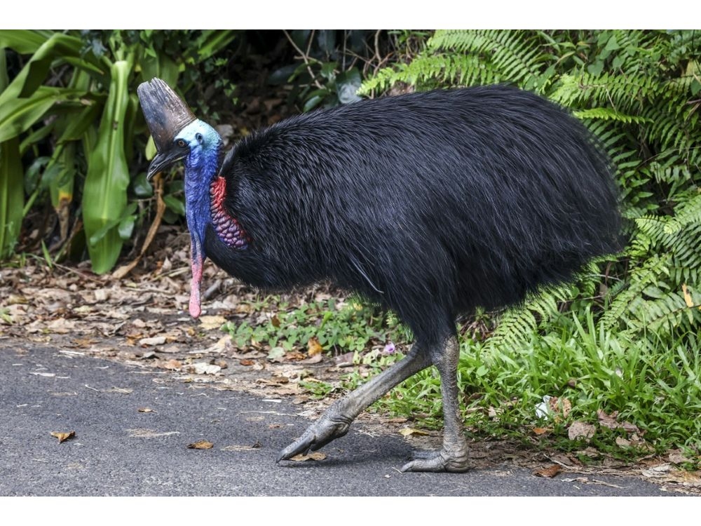 Ostrich and emu ancestor could fly, scientists discover | Toronto Sun