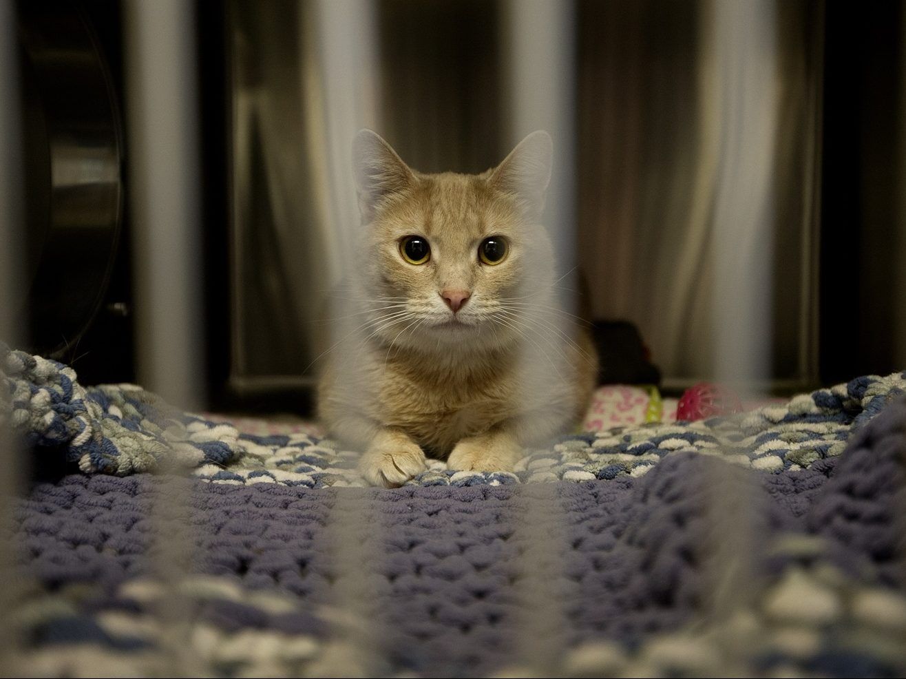 Banning stores from selling animals does more harm than good | Toronto Sun