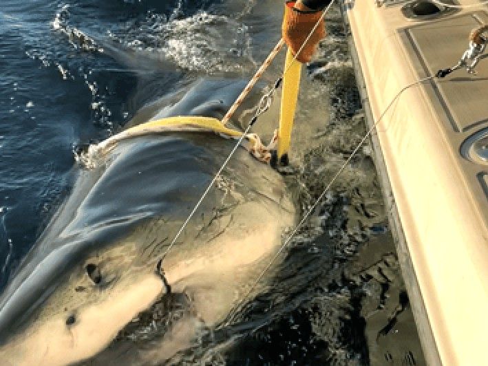 Contender, giant great white shark, found feeding in Canada | Toronto Sun