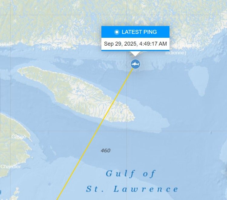 Contender, giant great white shark, found feeding in Canada | Toronto Sun