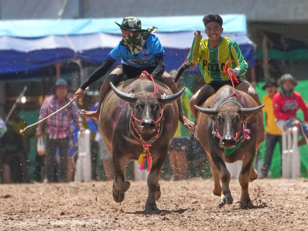 A beauty pageant for buffaloes raises status of the humble animal ...