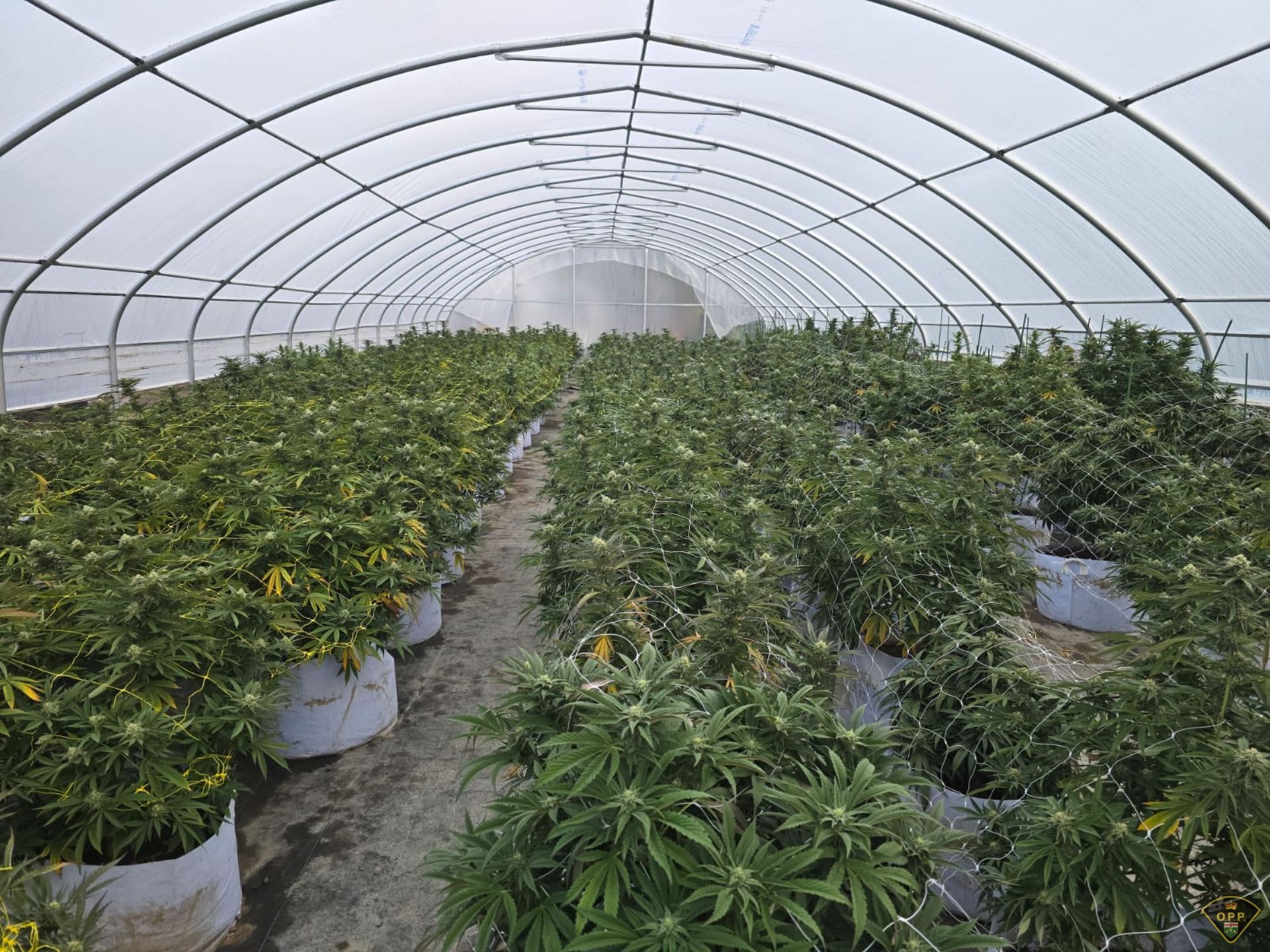 $122M in cannabis seized at Tyendinaga Mohawk Territory grow-op ...
