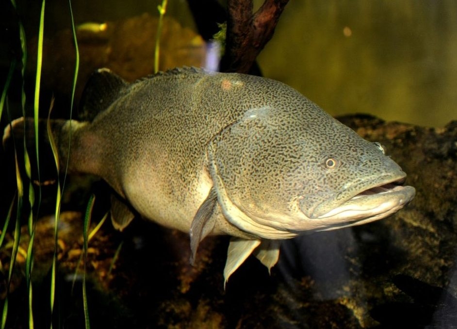 UMVA - Australian Murray cod wallops swim record