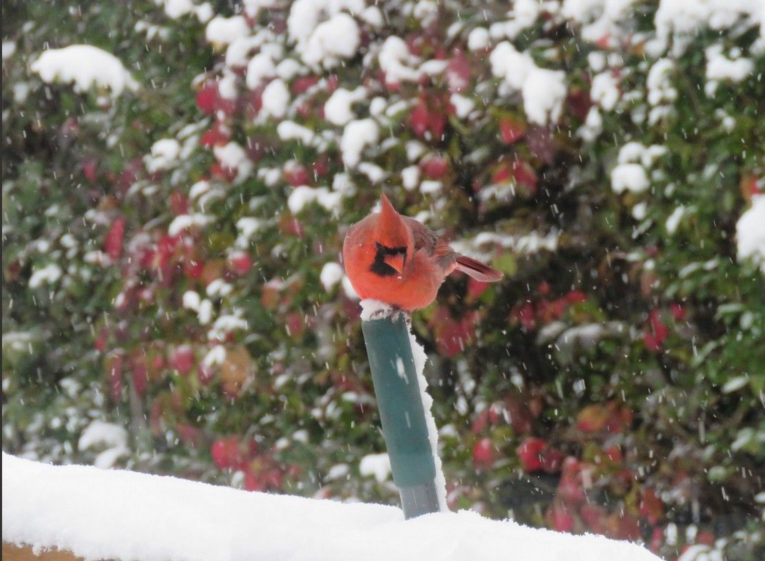 Feel like winter yet? GTA residents wake up to season's first snowfall ...