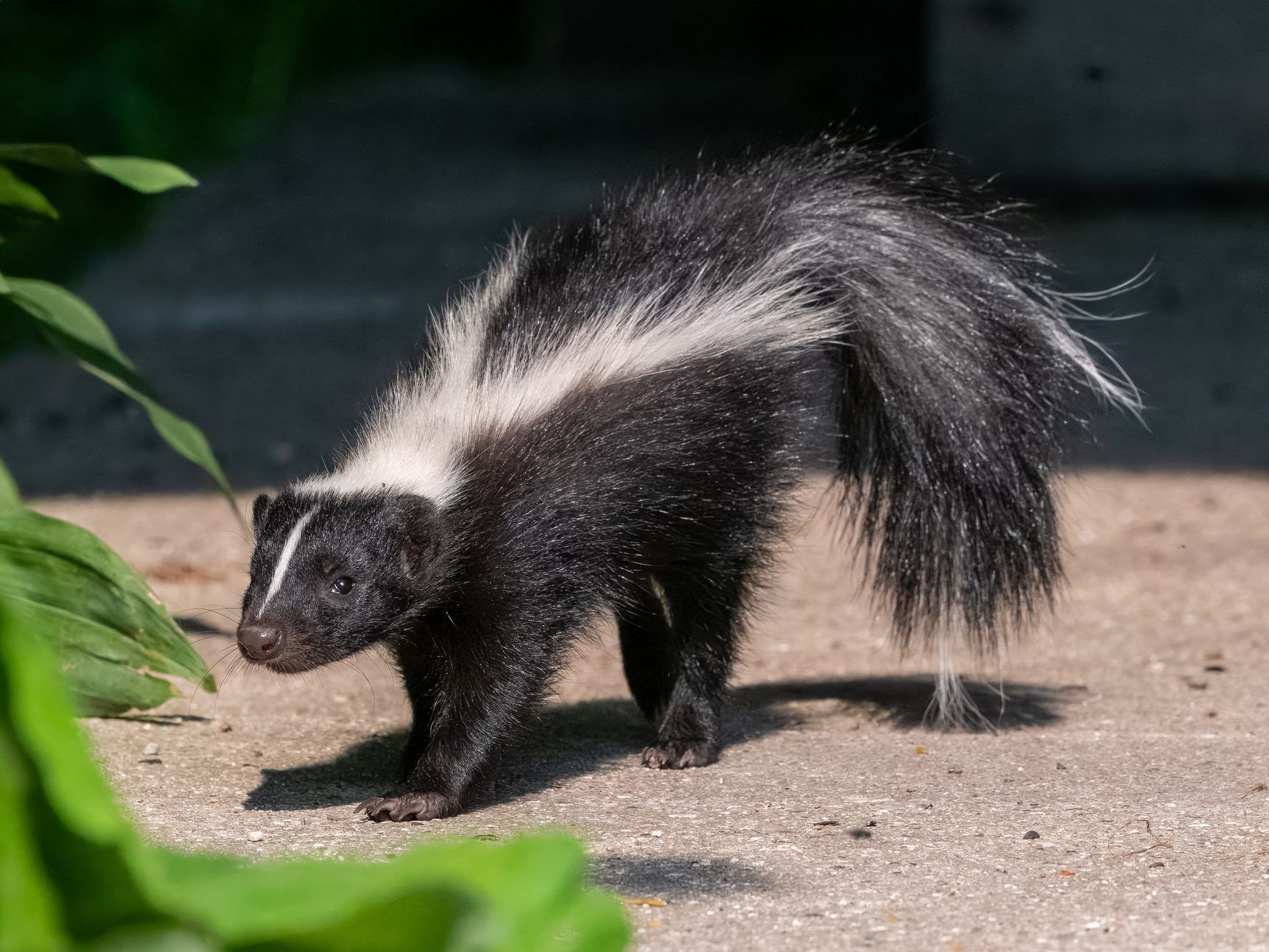 Man dies after contracting rabies from infected kidney donor | Toronto Sun