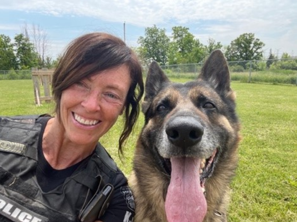 Peel Regional Police mourn retired dog Qaybre after life of crime ...