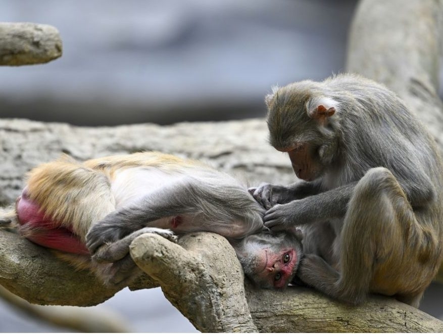 UMVA - PRIMATE SECRETS UNLOCKED: The Shocking Truth About Attraction!