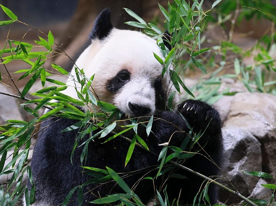 UMVA - PANIC AT THE ZOO: Staff Become Pandas to Stop Visitor Meltdown!