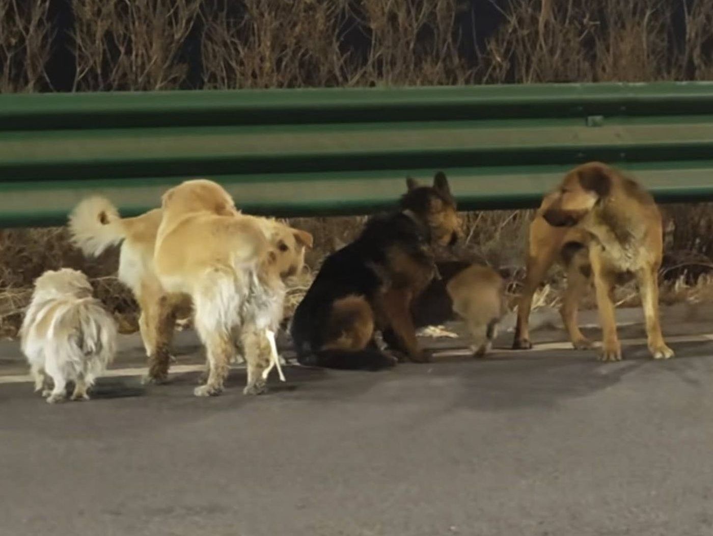 Seven stolen dogs team up to escape captivity, return home | Toronto Sun