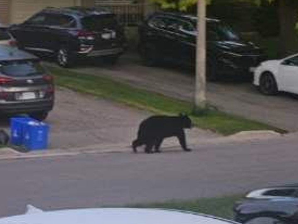 Bear-y rare sight in Oshawa neighbourhood | Toronto Sun