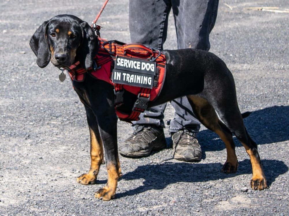 DEAR ABBY: A service dog is a critical resource for handler | Toronto Sun