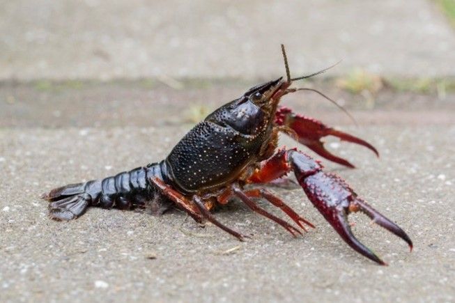 Red swamp crayfish a threatening guest in Ontario waters | Toronto Sun