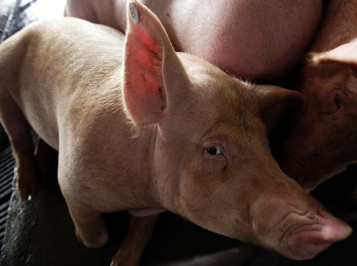 Pig diarrhea virus being contained | Winnipeg Sun