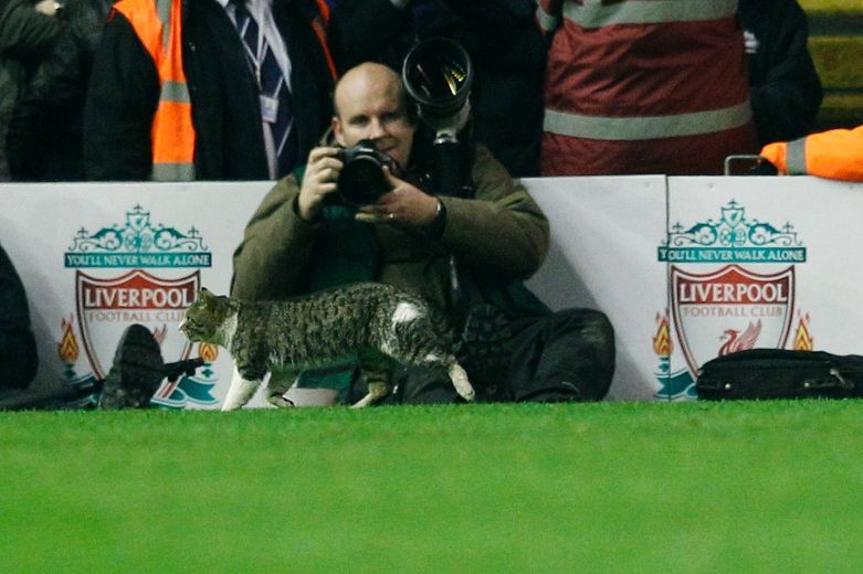 Anfield cat becomes Internet hit | Toronto Sun