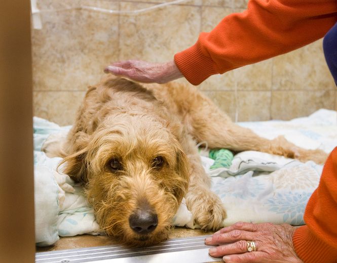 Sally barks aggressively at TV dog | Toronto Sun