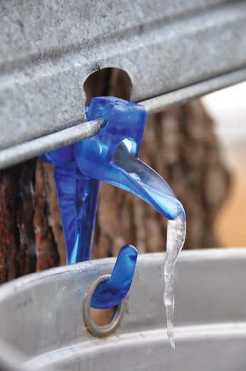 Sticky-fingered thieves steal maple syrup | Toronto Sun