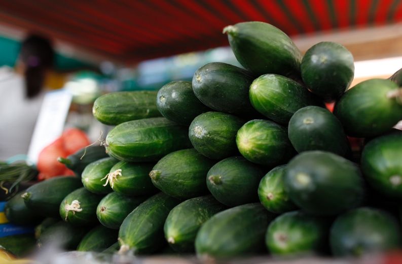 German company develops automated cucumber picker | Today'S Farmer