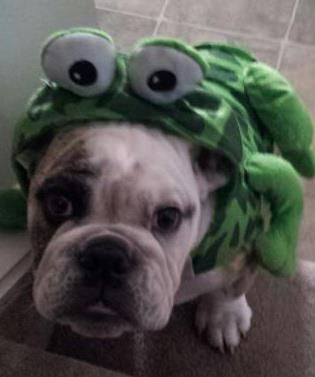 Readers' adorable baby and pet Halloween costumes | Toronto Sun
