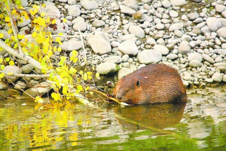 Urban beavers subject of series opener | London Free Press