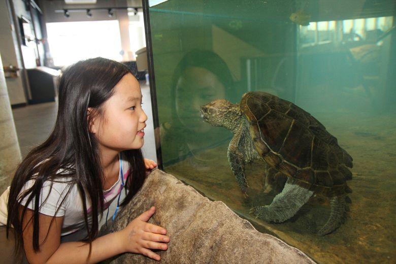 Mall display to bring attention to endangered turtles | Sudbury Star