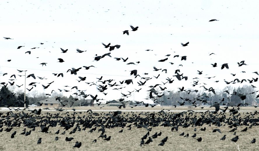 'Status-crow' for Chatham-Kent | Chatham Daily News