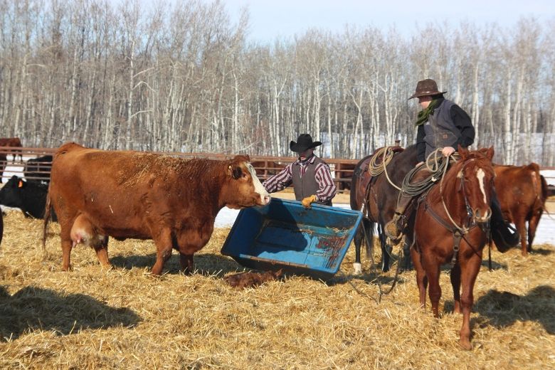 Calving time at the colony | The Peace Country Sun