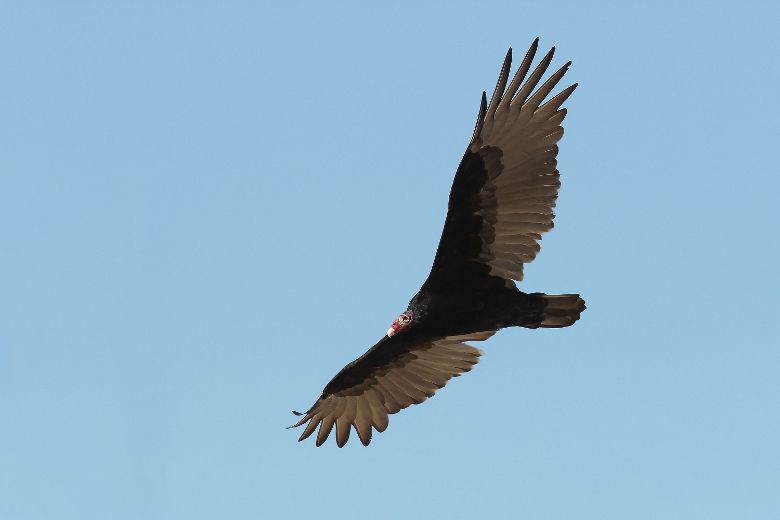 Vultures invade New Jersey town | Toronto Sun