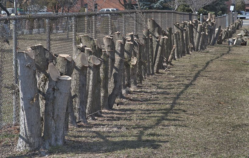 String of stumps all that remain of cemetery cedars | Brantford Expositor