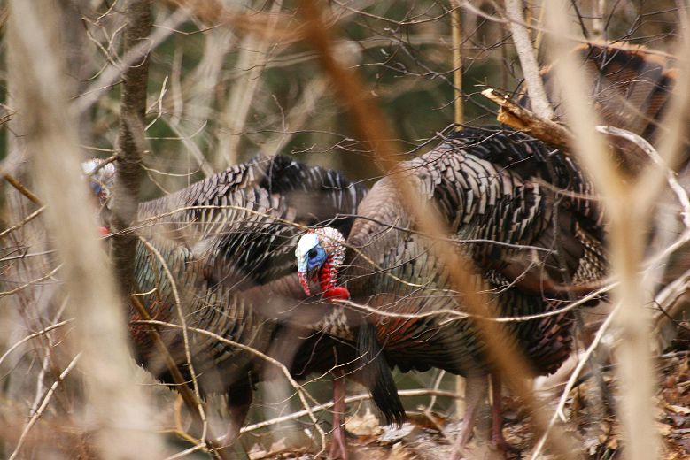 Wild turkeys successfully reintroduced in Ontario | The Sarnia Observer