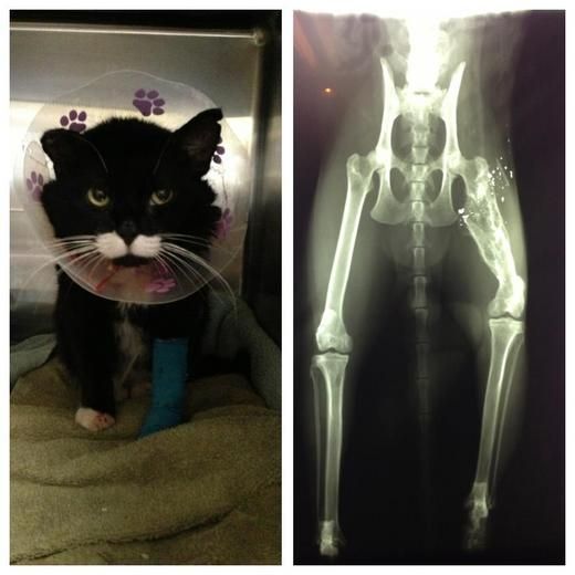 Cat treated for bullet wound | Sudbury Star