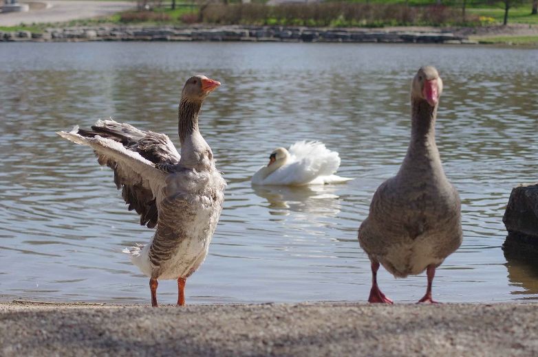 New pair of Toulouse geese released into Southside pond | The Woodstock ...