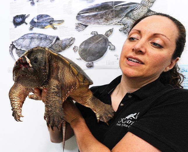 Volunteers go the distance to help injured snapping turtle | The Sarnia ...