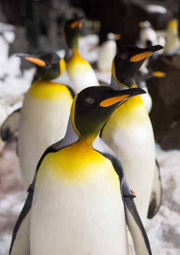 Penguins march into Florida's SeaWorld Orlando | Toronto Sun