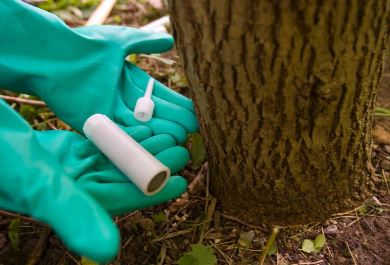 Inoculation can protect ash trees from beetle | Owen Sound Sun Times