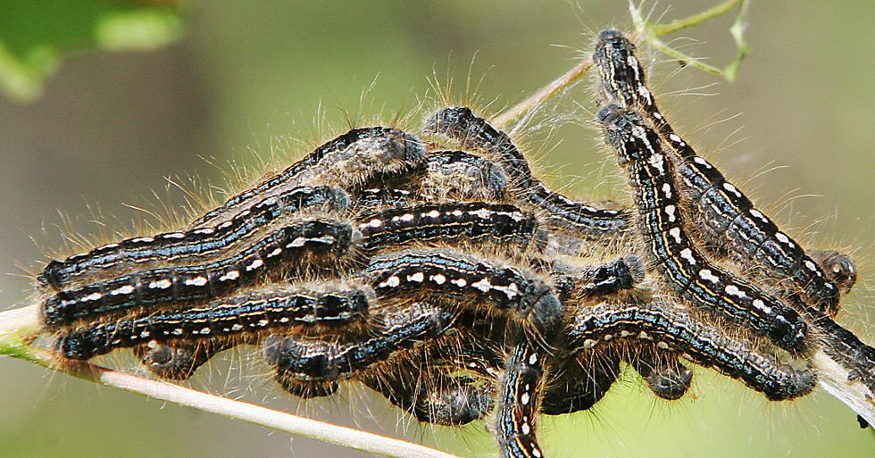 Tent caterpillar infestation part of nature's cycle | The Peace Country Sun