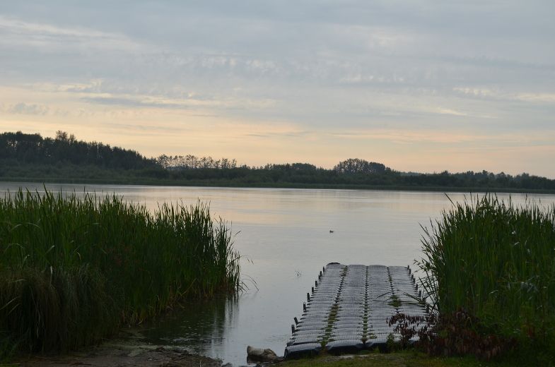 Algae blooms prompt Hasse Lake warning from Alberta Health Services ...
