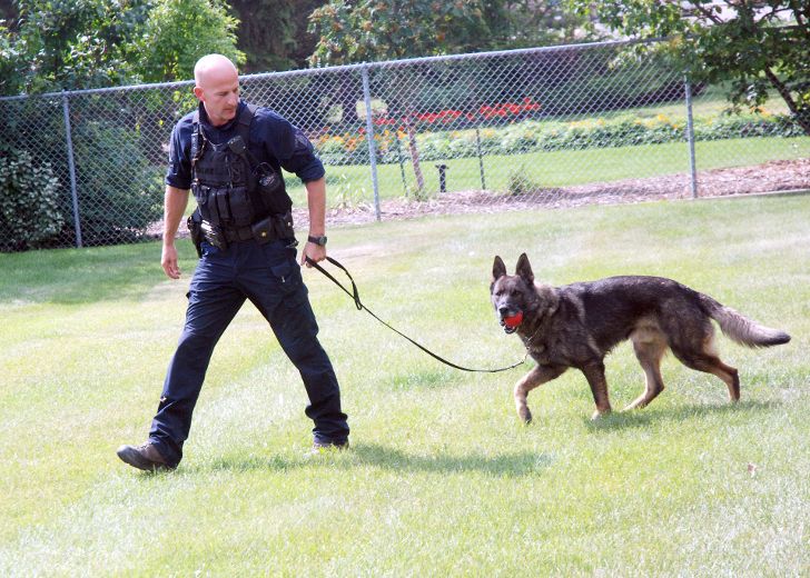 Continual training key for RCMP police dog unit | Grande Prairie Daily ...