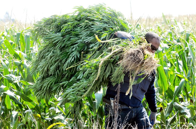 Chatham-Kent farmers losing out on cash because of illegal marijuana ...