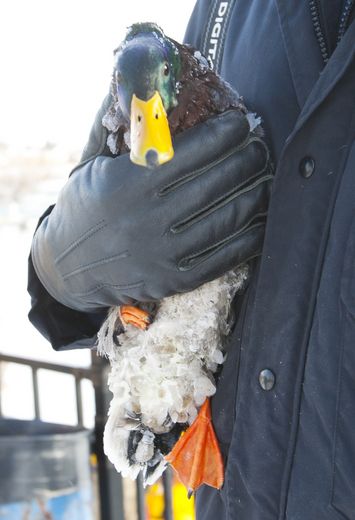 St. Catharines firefighters save ducks trapped in ice | Toronto Sun