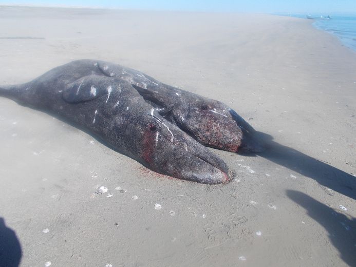 Rare conjoined grey whale calves discovered in Mexico | Toronto Sun