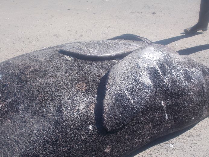Rare conjoined grey whale calves discovered in Mexico | Toronto Sun
