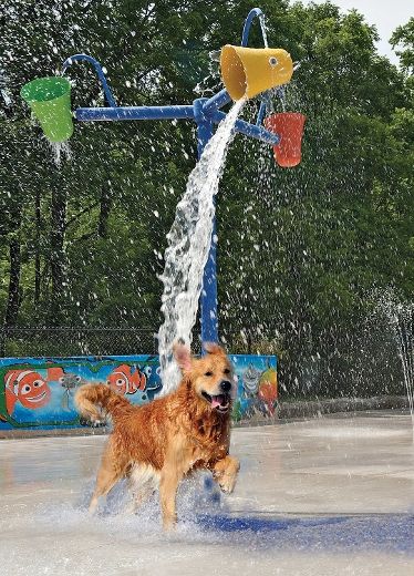 Splash pad for dogs proposed | Winnipeg Sun