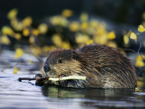 Fat beaver stuck in fence freed by soapy hands of Hamilton city worker ...